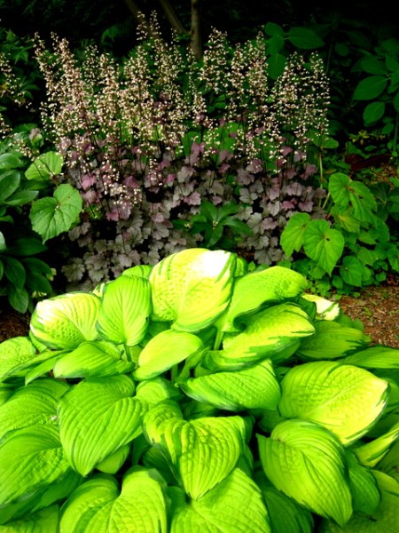 Hosta Teaspoon | CAROLYN'S SHADE GARDENS