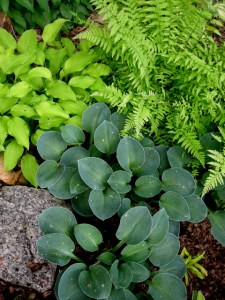 Hosta ‘Blue Angel’ | CAROLYN'S SHADE GARDENS
