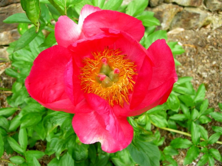 Winterthur Part 2A: Late Spring 2013, Peonies | CAROLYN'S SHADE GARDENS