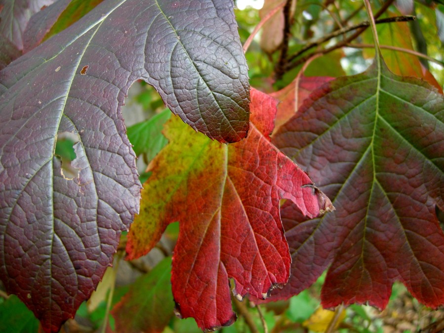 Pee Wee dwarf oakleaf hydrangea | CAROLYN'S SHADE GARDENS