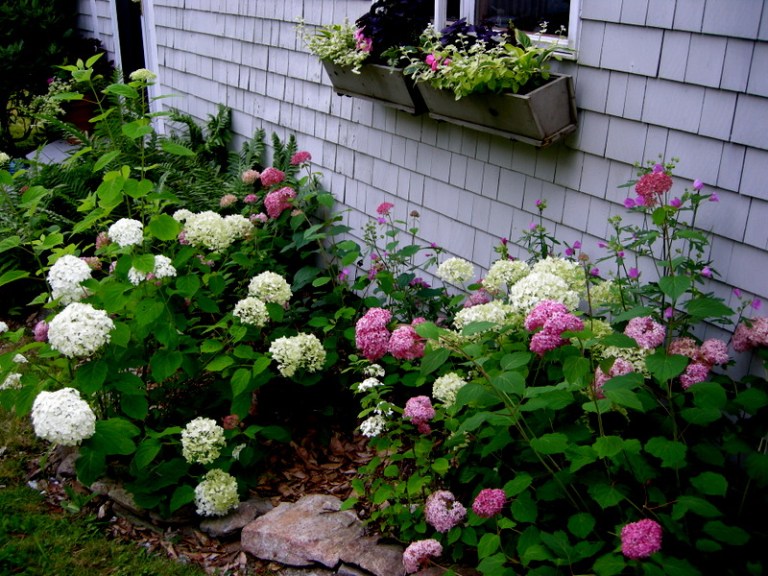‘Invincibelle Spirit’ smooth hydrangea | CAROLYN'S SHADE GARDENS