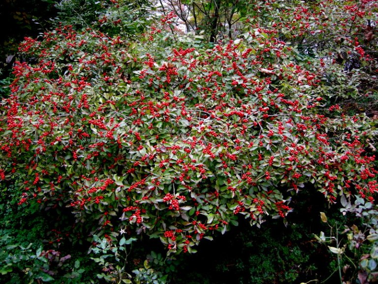 ‘Red Sprite’ winterberry holly | CAROLYN'S SHADE GARDENS