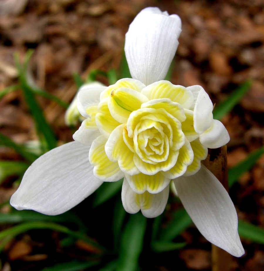 New Feature Article on Snowdrops | CAROLYN'S SHADE GARDENS