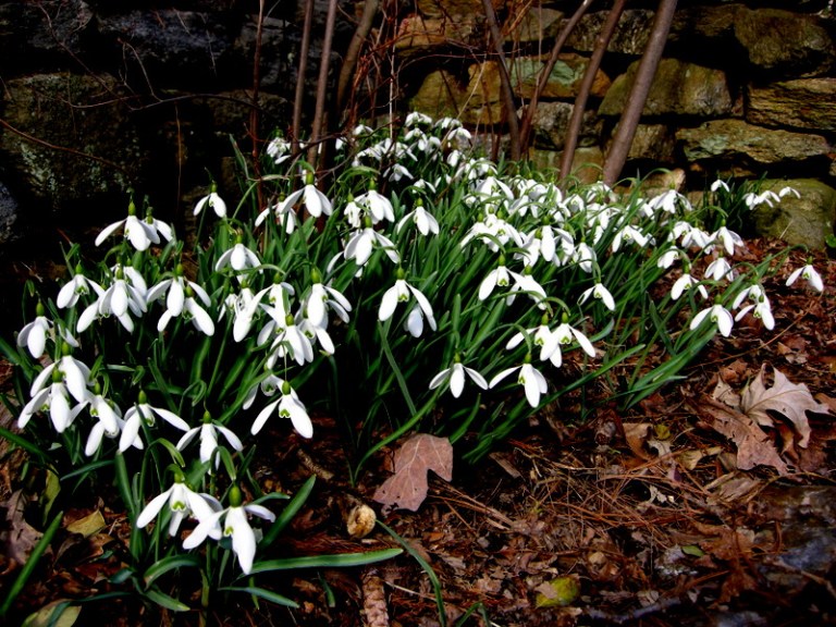 Top 25 Snowdrops Part Two | CAROLYN'S SHADE GARDENS