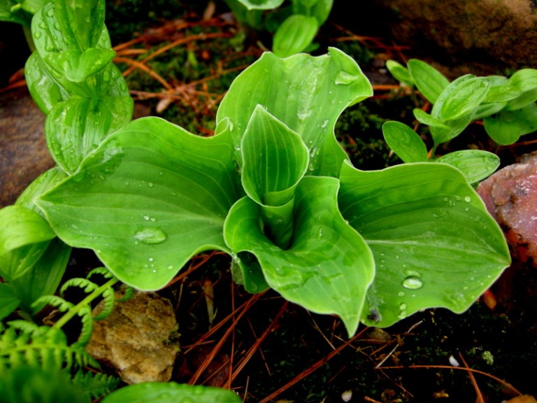 Hosta Ruffled Mouse Ears | CAROLYN'S SHADE GARDENS