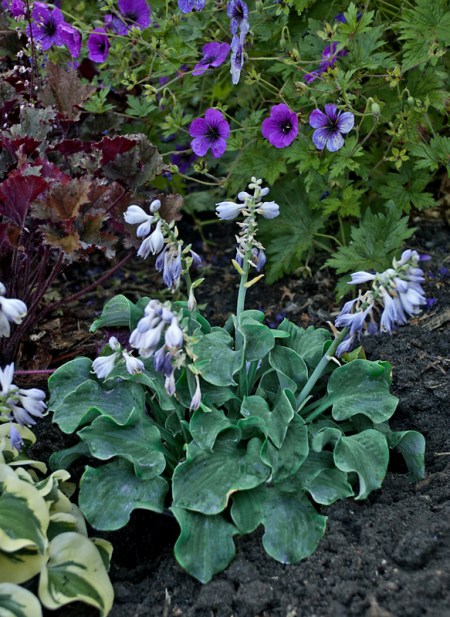 Hosta Ruffled Mouse Ears | CAROLYN'S SHADE GARDENS