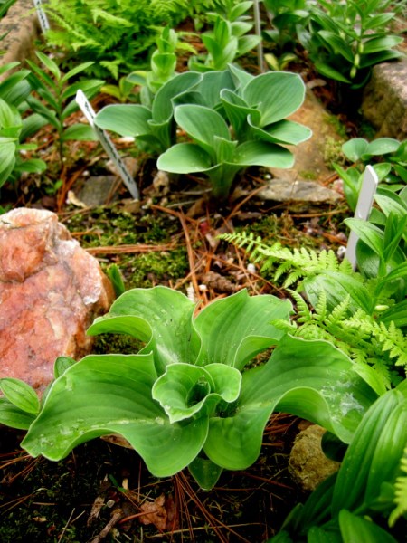 Hosta Ruffled Mouse Ears | CAROLYN'S SHADE GARDENS