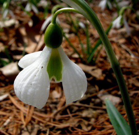 galanthus walrus | CAROLYN'S SHADE GARDENS
