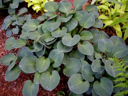 dwarf hostas | CAROLYN'S SHADE GARDENS