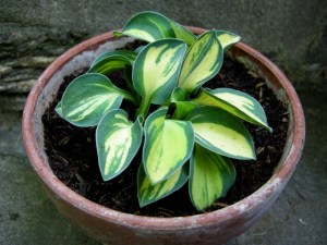 The Mice Have Multiplied Again | CAROLYN'S SHADE GARDENS