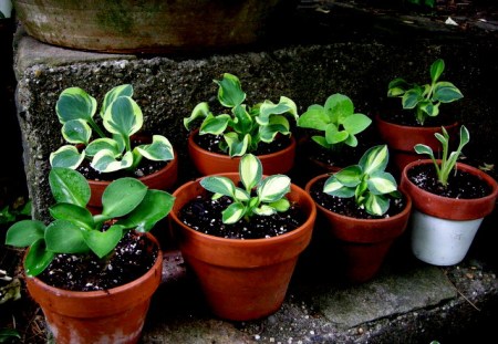 Hosta Sunny Mouse Ears | CAROLYN'S SHADE GARDENS