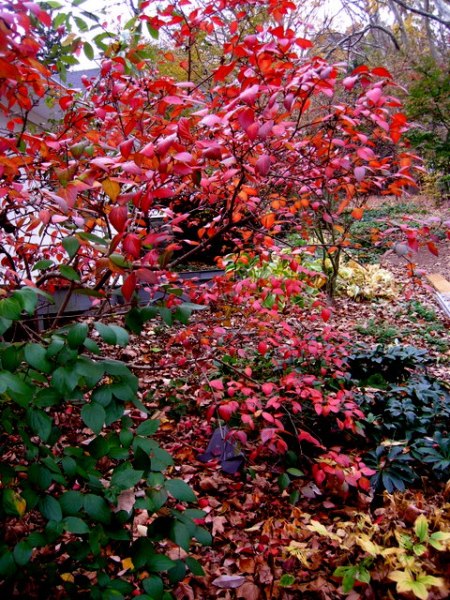 Fall Color | CAROLYN'S SHADE GARDENS