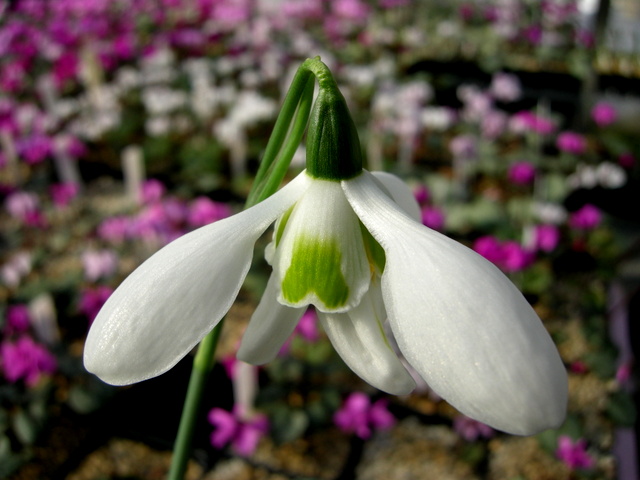 Galanthus ‘The Whopper’ | CAROLYN'S SHADE GARDENS