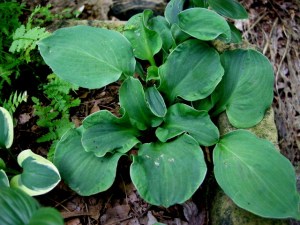 Hosta ‘Holy Mouse Ears’ | CAROLYN'S SHADE GARDENS
