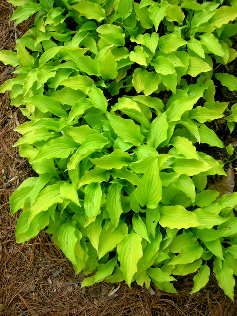 Mini Hostas Make Excellent Groundcovers | CAROLYN'S SHADE GARDENS