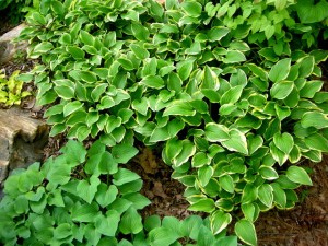 miniature hosta | CAROLYN'S SHADE GARDENS