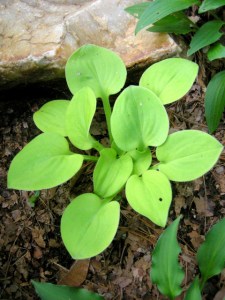 Hosta ‘Holy Mouse Ears’ | CAROLYN'S SHADE GARDENS