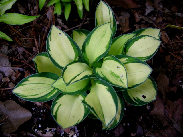 2016 Mouse Ears Hosta Update | CAROLYN'S SHADE GARDENS