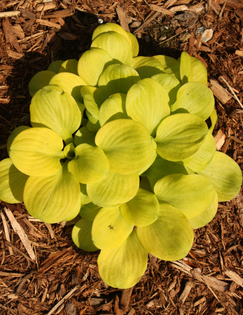 2016 Mouse Ears Hosta Update | CAROLYN'S SHADE GARDENS