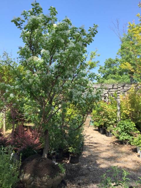 Japanese Maples and More: Ambleside Gardens | CAROLYN'S SHADE GARDENS