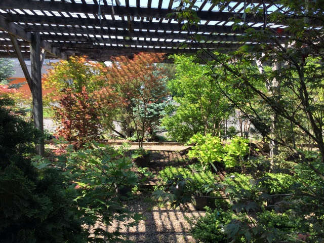 Japanese Maples and More: Ambleside Gardens | CAROLYN'S SHADE GARDENS