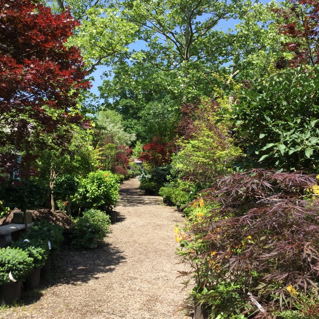 Japanese Maples and More: Ambleside Gardens | CAROLYN'S SHADE GARDENS