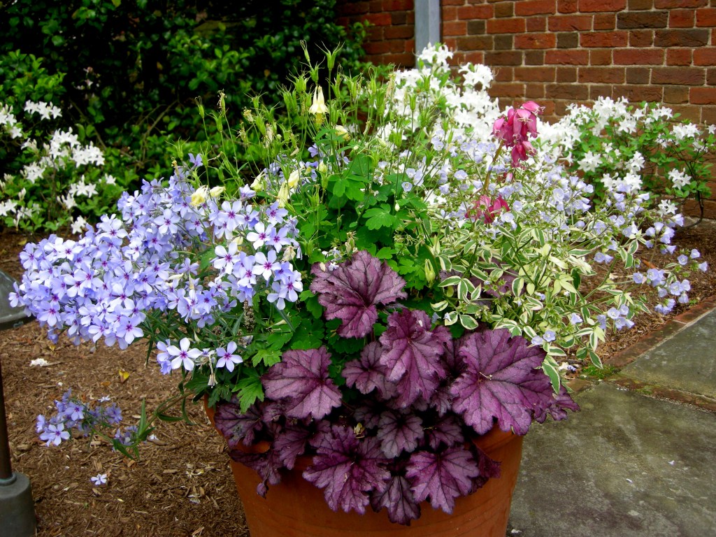 natives for formal gardens | CAROLYN'S SHADE GARDENS