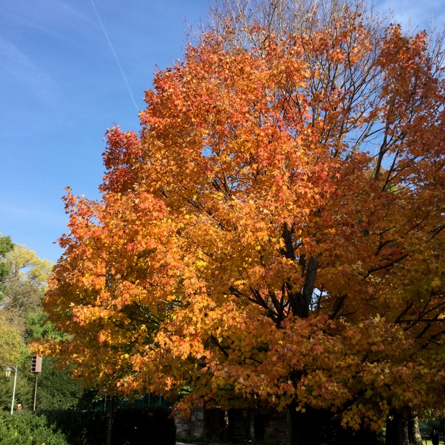 Native Fall Color at Longwood Gardens | CAROLYN'S SHADE GARDENS