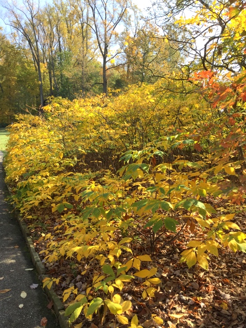 Native Fall Color at Longwood Gardens | CAROLYN'S SHADE GARDENS
