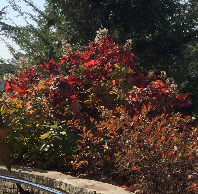 Native Fall Color at Longwood Gardens | CAROLYN'S SHADE GARDENS
