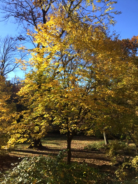 Native Fall Color at Longwood Gardens | CAROLYN'S SHADE GARDENS