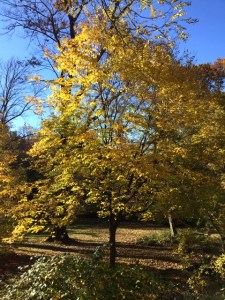 Native Fall Color at Longwood Gardens | CAROLYN'S SHADE GARDENS