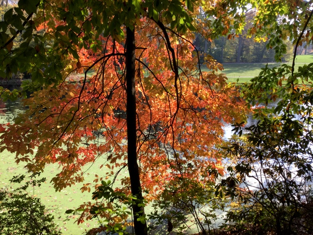 Native Fall Color at Longwood Gardens | CAROLYN'S SHADE GARDENS