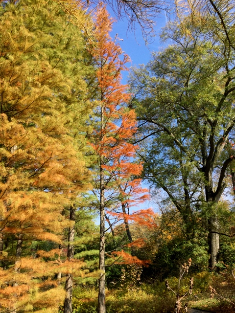Native Fall Color at Longwood Gardens | CAROLYN'S SHADE GARDENS