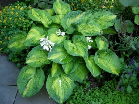 Hostas So Beautiful I Had To….. | CAROLYN'S SHADE GARDENS