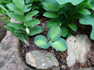 Hosta Holy Mouse Ears 5-7-2018 3-06-48 PM | CAROLYN'S SHADE GARDENS