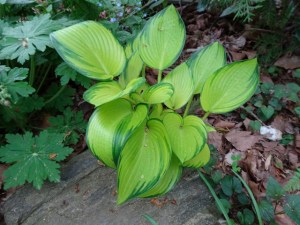 Hosta June Spirit 5-7-2018 4-41-08 PM | CAROLYN'S SHADE GARDENS