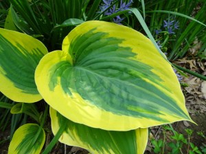 Hosta June Spirit 5-7-2018 4-41-08 PM | CAROLYN'S SHADE GARDENS