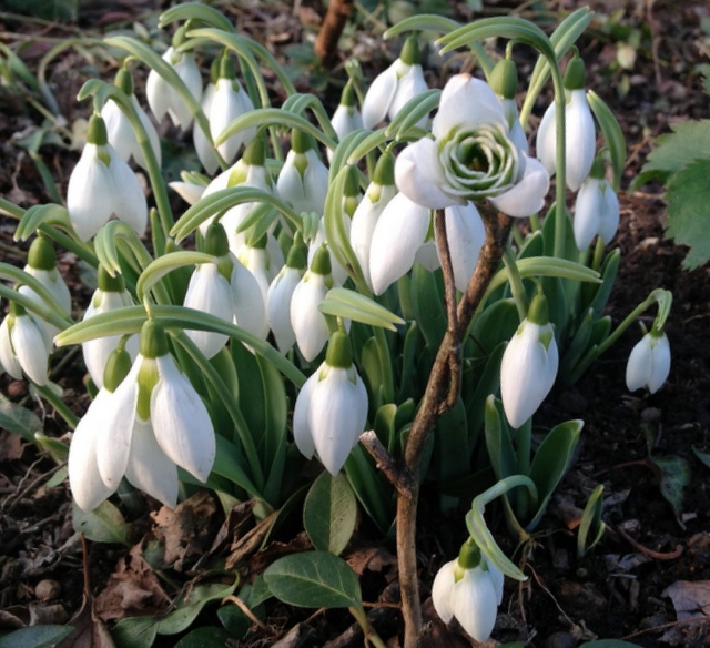 Faringdon Double snowdrop | CAROLYN'S SHADE GARDENS