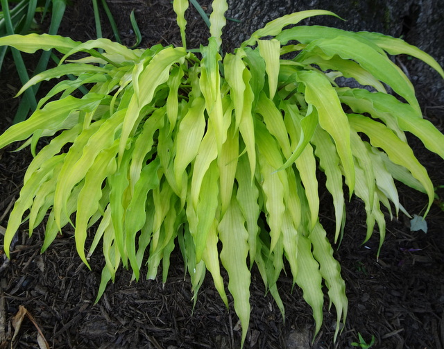Hosta Curly Fries | CAROLYN'S SHADE GARDENS