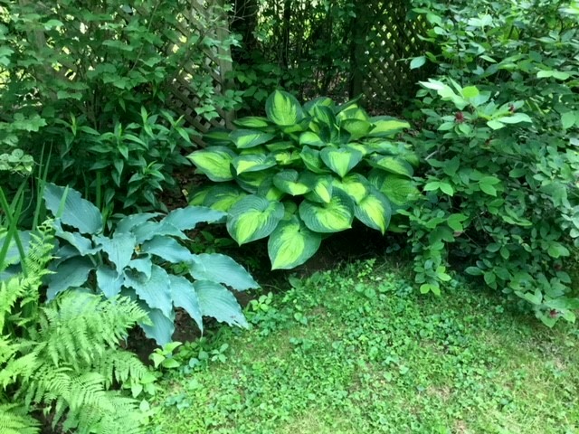 Neptune Hosta Info Award Winning Hostas | Walters Gardens, Inc.