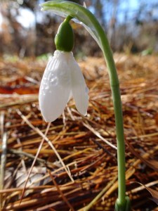 Early-Blooming Snowdrops | CAROLYN'S SHADE GARDENS