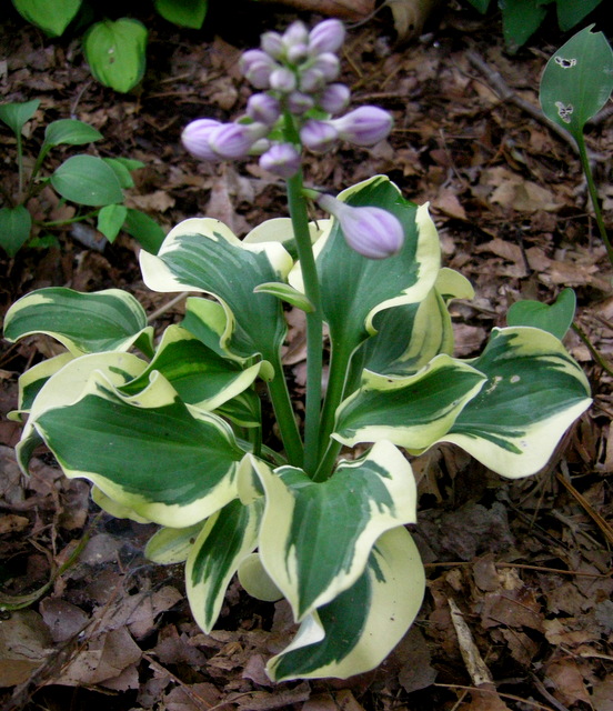 Hosta ‘Mini Skirt’ | CAROLYN'S SHADE GARDENS