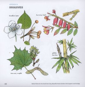 native plants | CAROLYN'S SHADE GARDENS