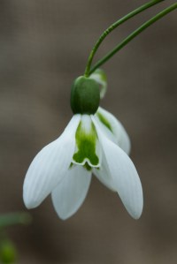New Snowdrops for 2021 | CAROLYN'S SHADE GARDENS