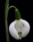 Galanthus Augustus | CAROLYN'S SHADE GARDENS