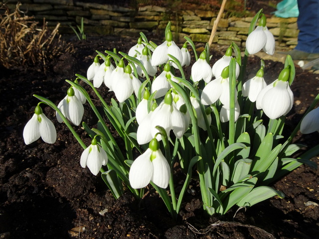 Galanthus Moses Basket | CAROLYN'S SHADE GARDENS