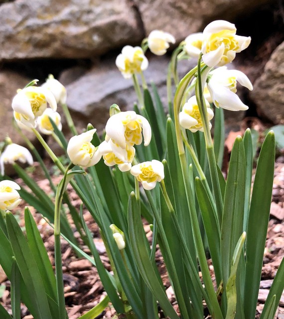 2025 Snowdrop Catalogue | CAROLYN'S SHADE GARDENS