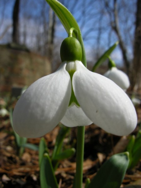 2025 Snowdrop Catalogue | CAROLYN'S SHADE GARDENS
