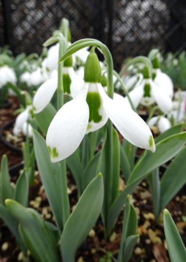 2024 Snowdrop Catalogue | CAROLYN'S SHADE GARDENS
